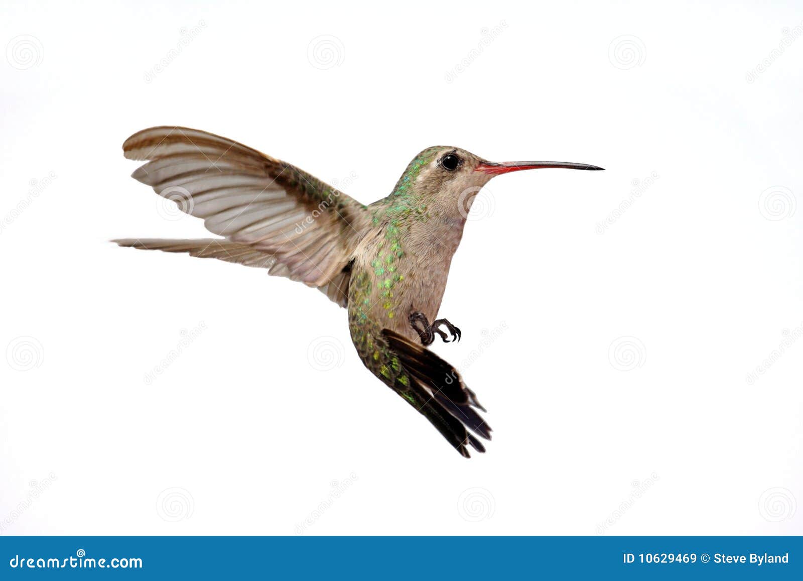 Isolated Broad-billed Hummingbird Stock Image - Image of animal, wild ...