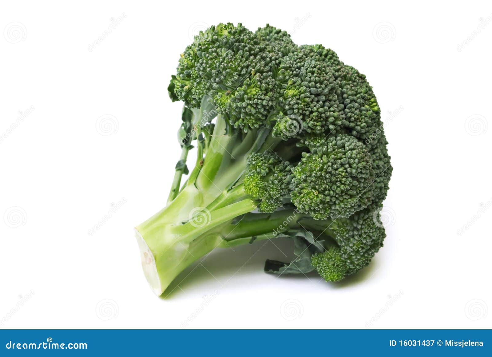 Isolated broccoli stock image. Image of broccoli, groceries - 16031437