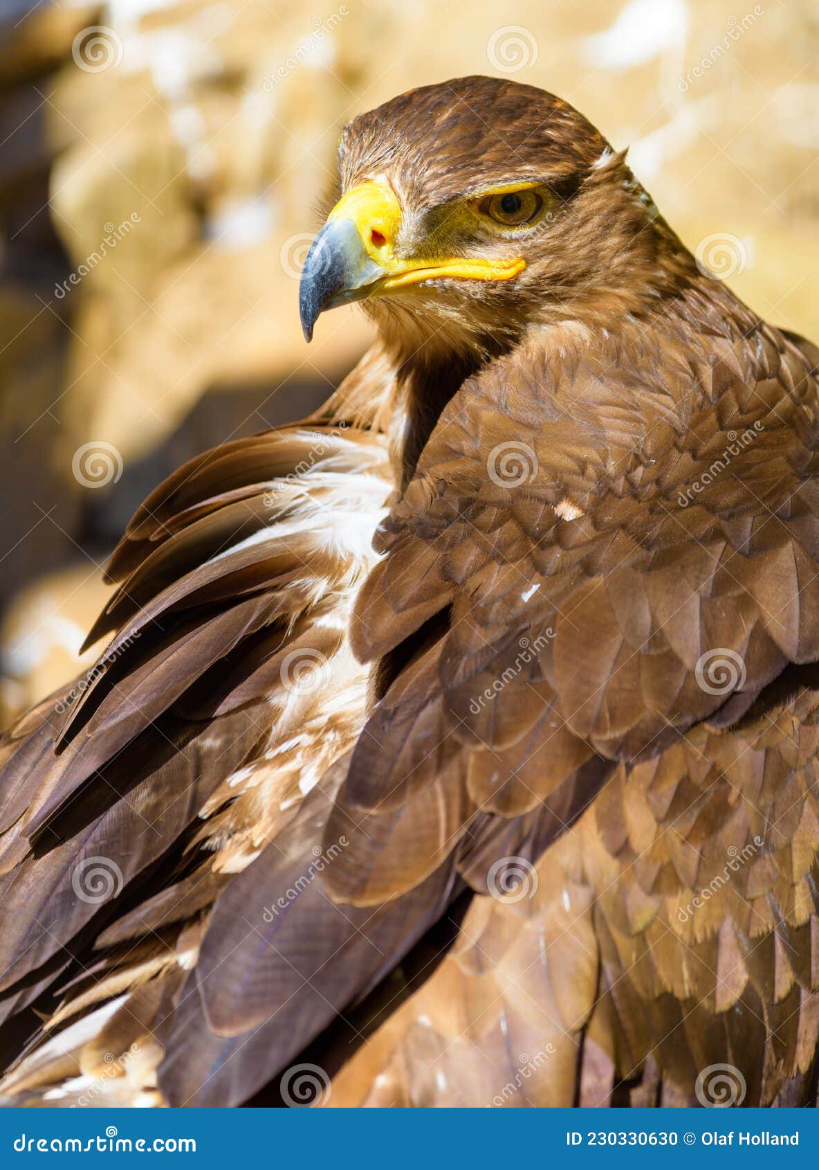 Brown Steppe Eagle on Sandy Background in Sunlight Stock Photo - Image ...