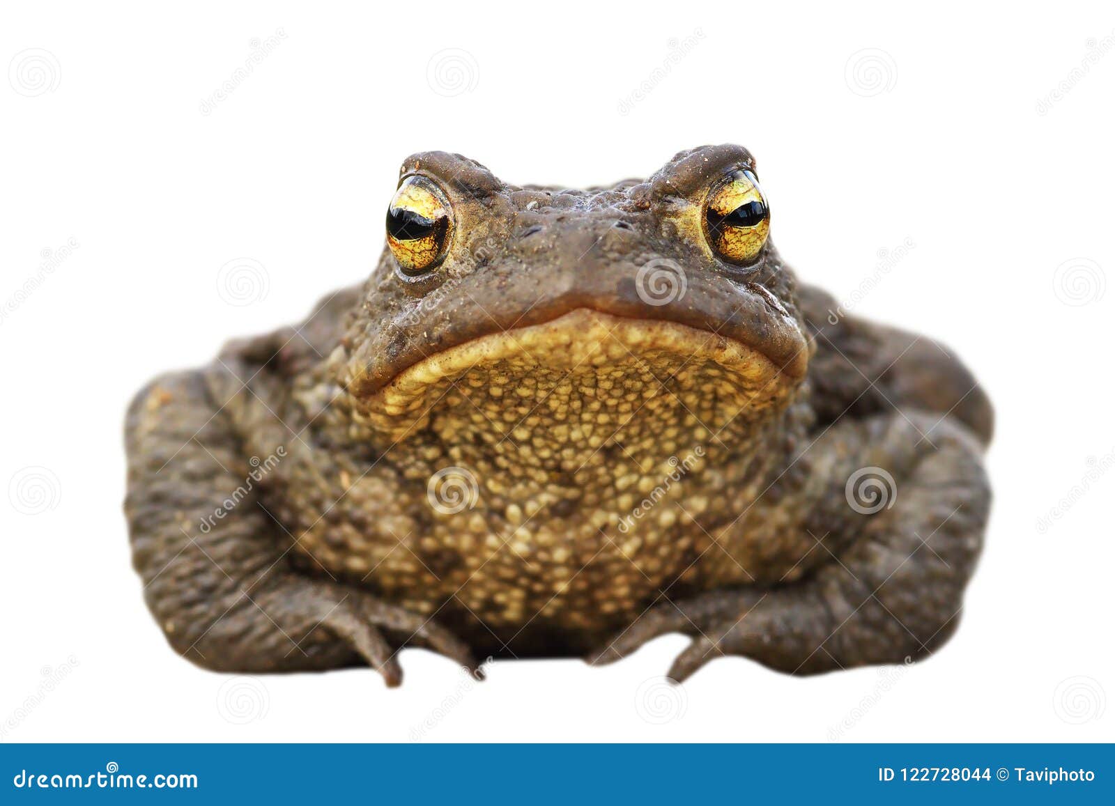 Isolated Brown Toad Front View Stock Photo - Image of amphibia ...
