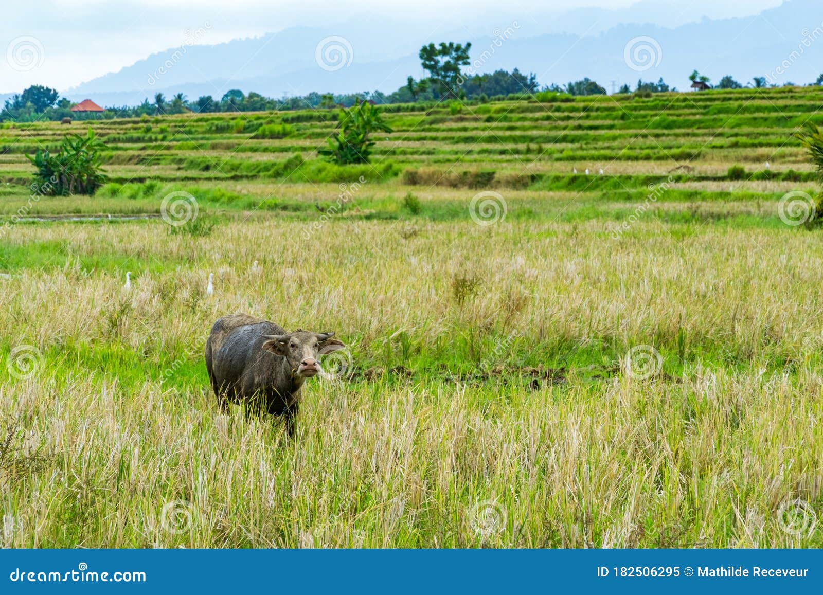 Isolated Buffalo in a Rice Field - Bali, Indonesia Stock Image - Image ...