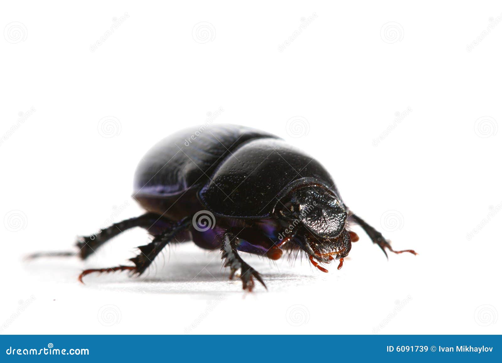 Isolated bug stock image. Image of wild, background, error - 6091739