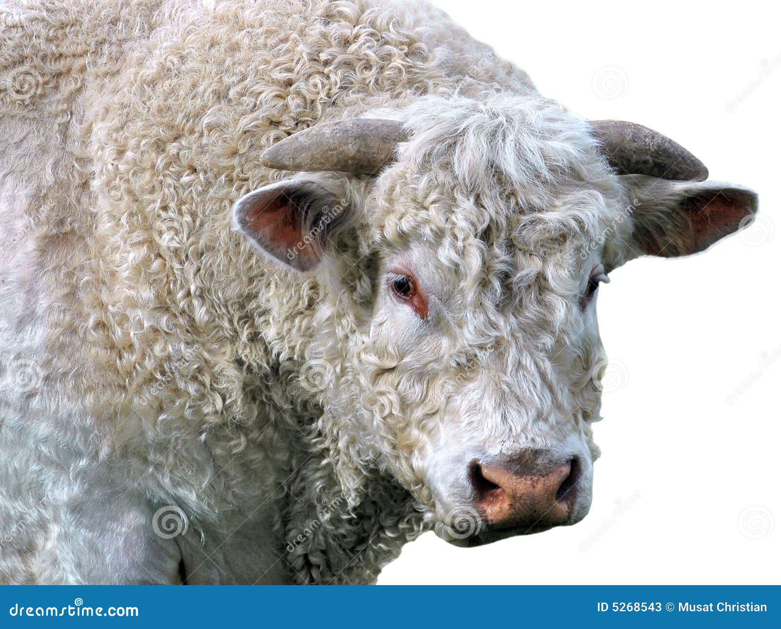 Isolated bull stock image. Image of curly, meat, head - 5268543