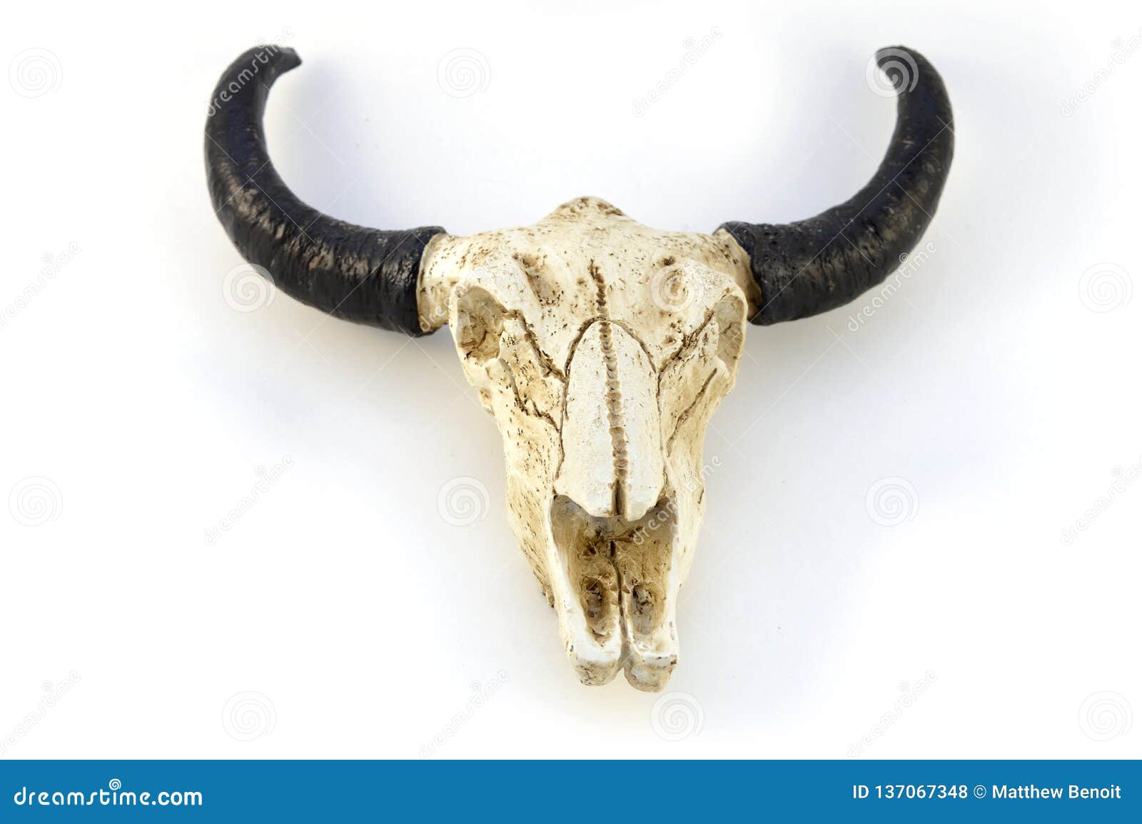 Isolated Bull Head Skull stock photo. Image of symbol - 137067348