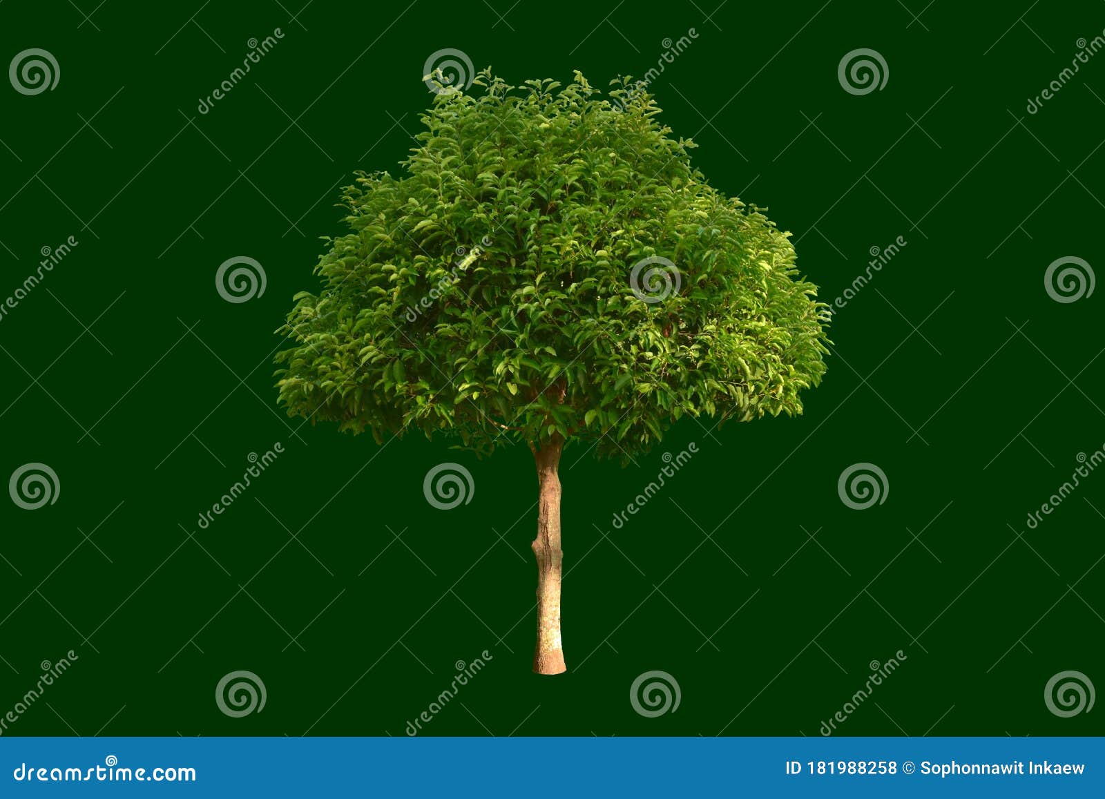 Bullet wood tree stock photo. Image of environment, view - 181988258