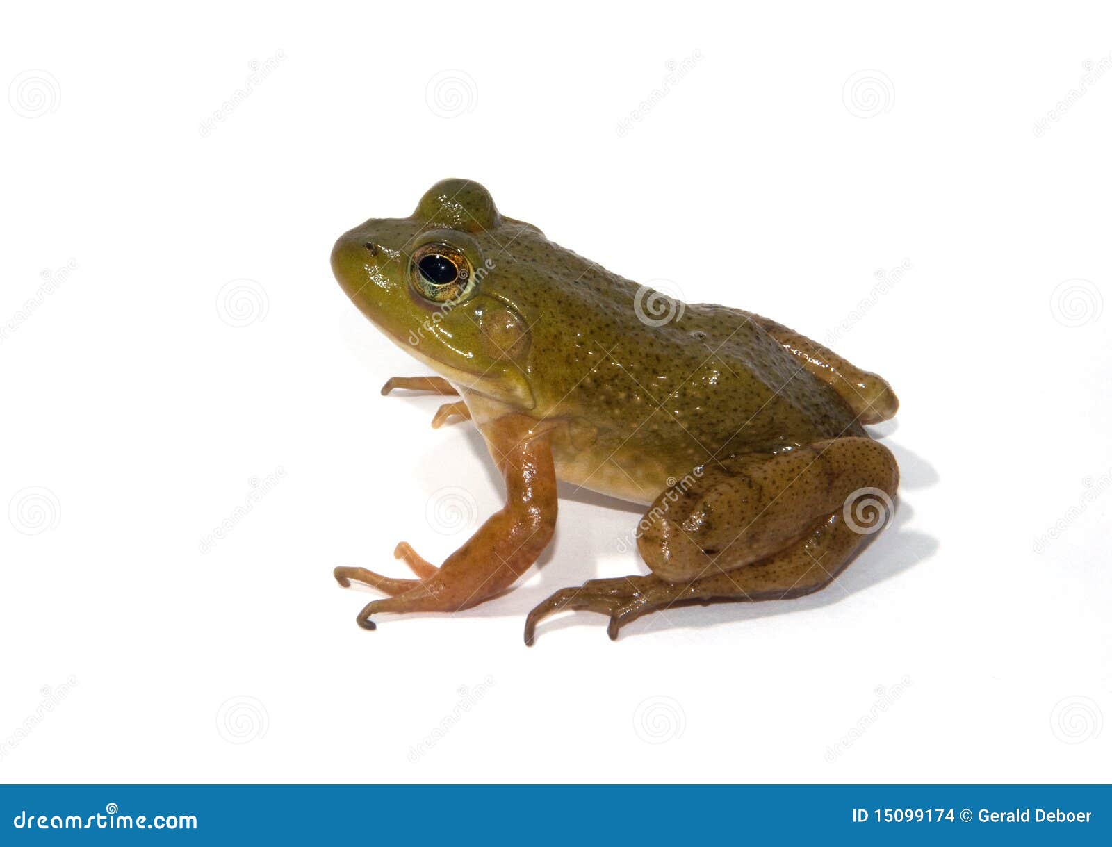 Isolated Bullfrog stock photo. Image of eyes, creature - 15099174