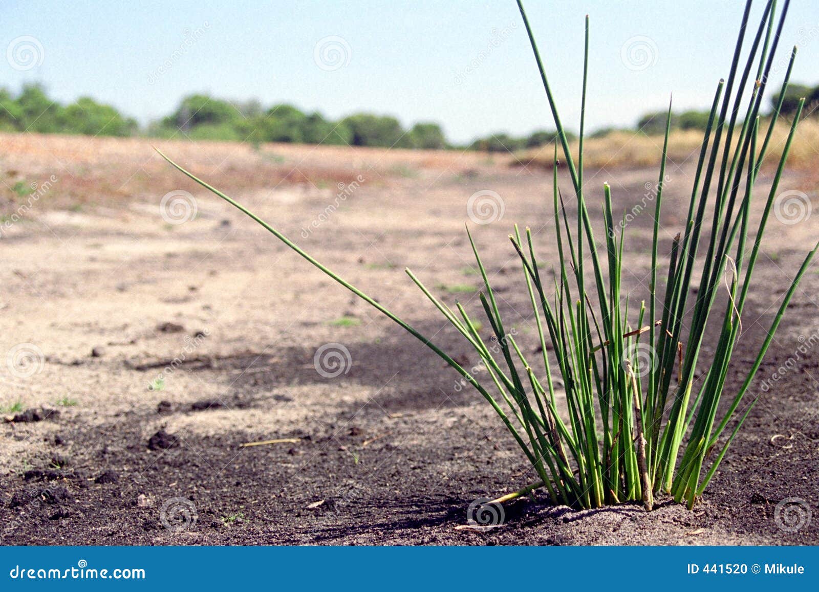 Isolated Bush Grass stock photo. Image of desert, isolated - 441520