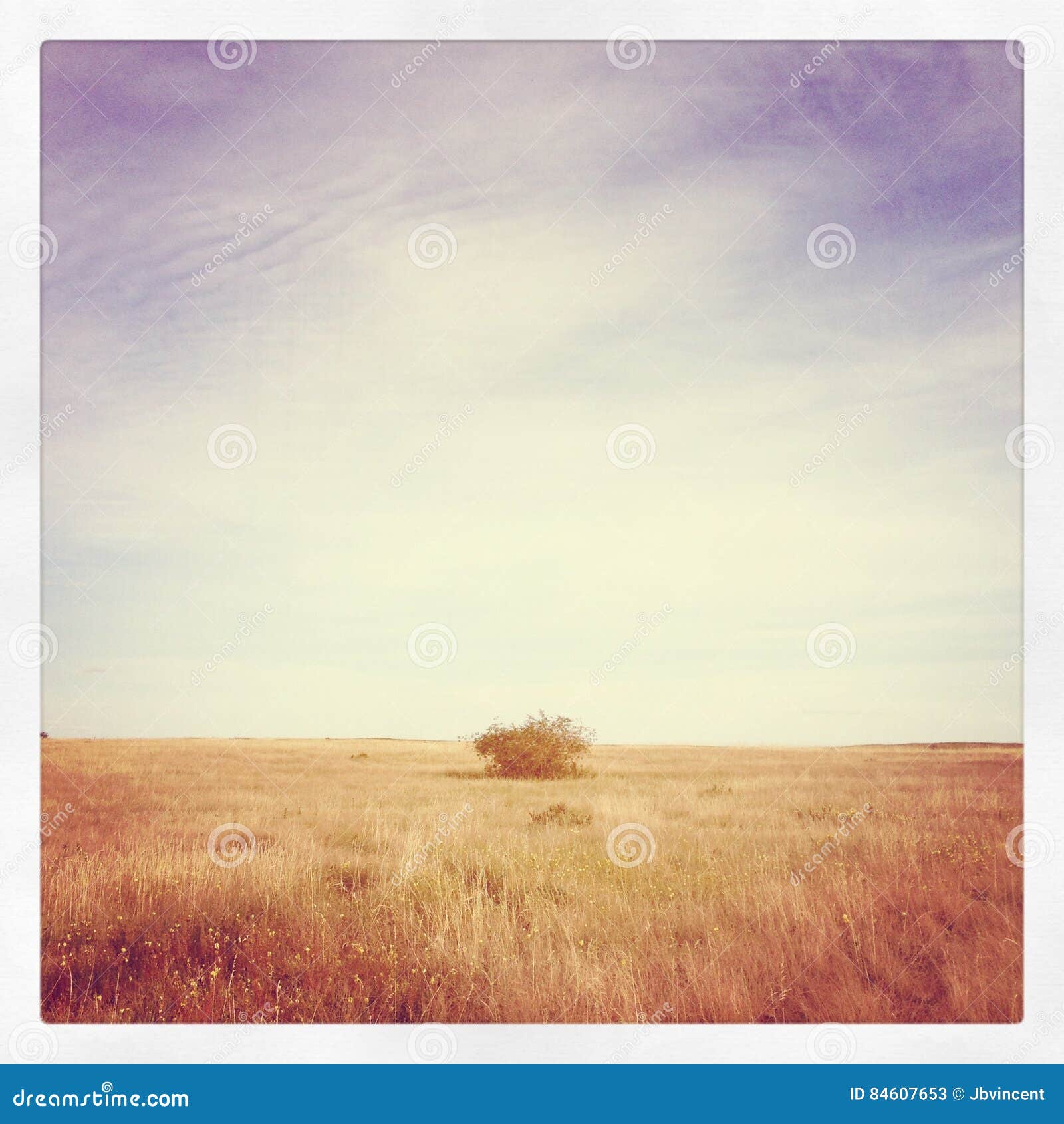 Isolated Bush in Prairie Field Stock Image - Image of meadow, cloud ...