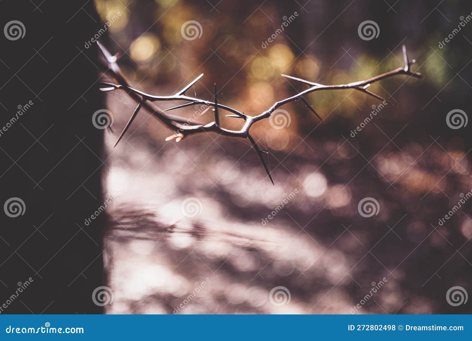Isolated Bush with Twigs Protruding from Its Branches Stock Photo ...