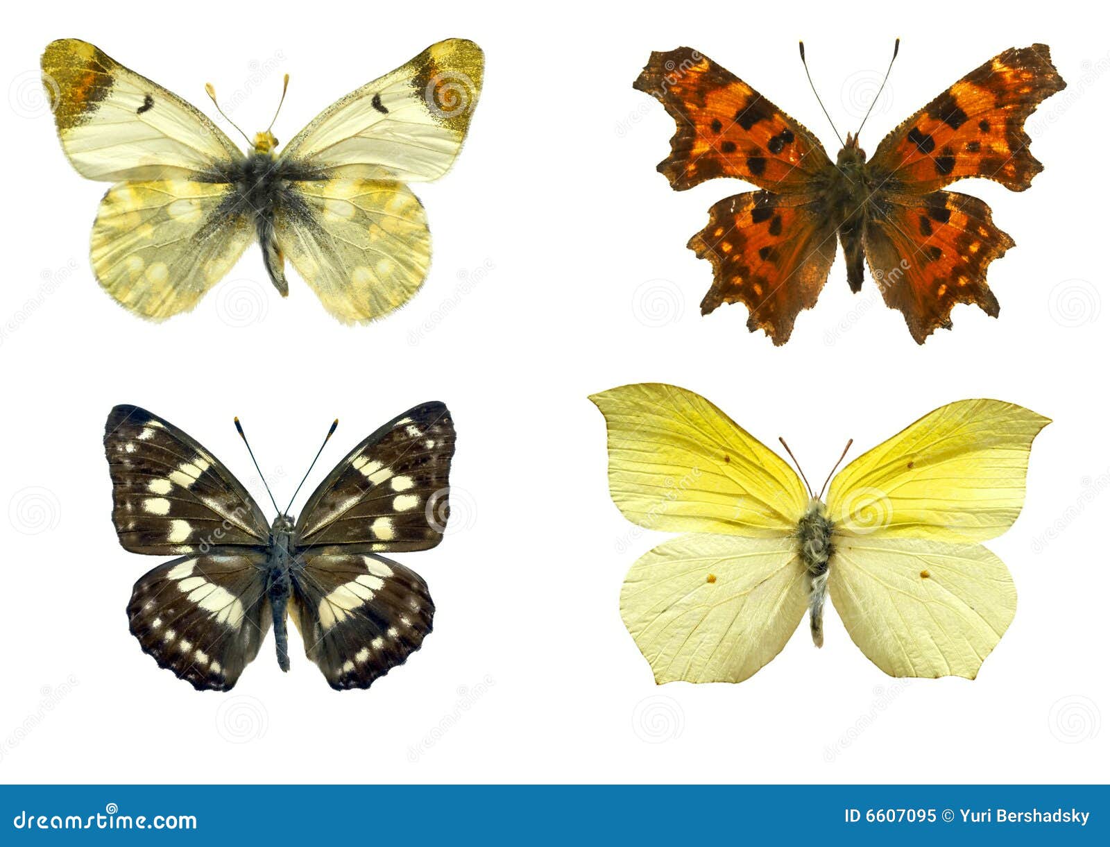 Isolated butterflies stock image. Image of little, garden - 6607095