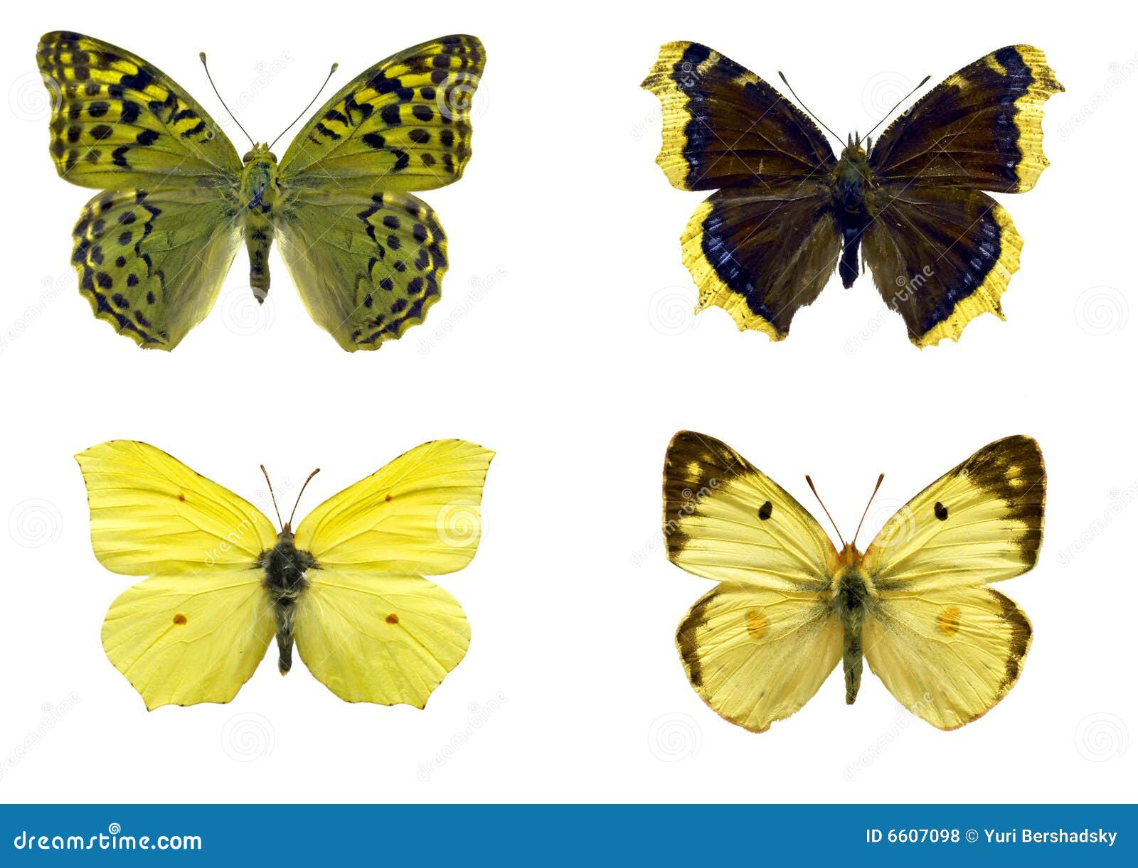 Isolated butterflies stock photo. Image of garden, midwestern - 6607098