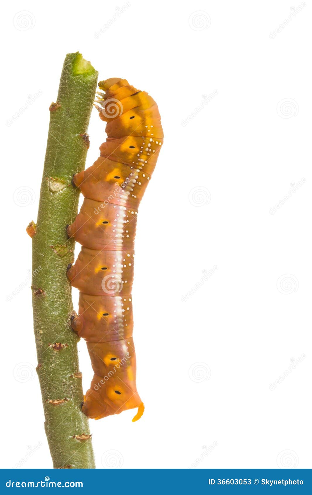 Isolated Butterfly Larva on Tree Stock Image - Image of butterfly ...