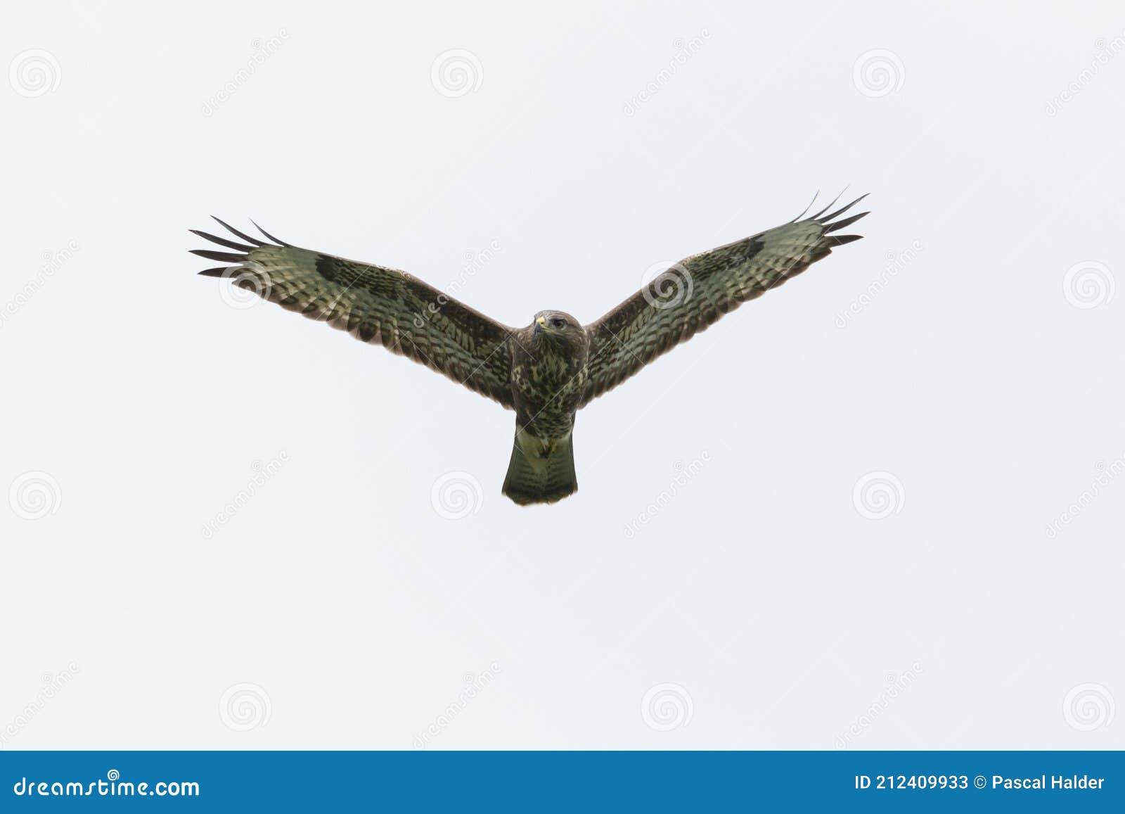 Isolated Buzzard Buteo Buteo in Flight with Spread Wings Stock Image ...