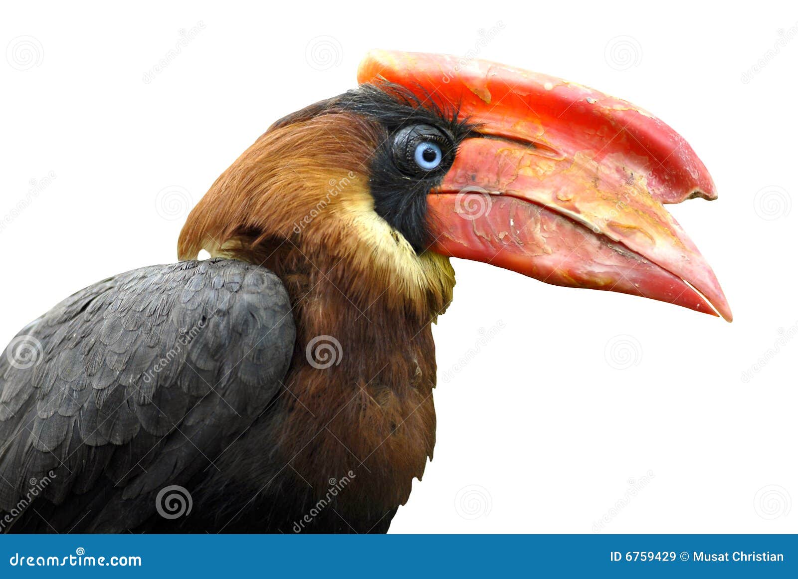 Isolated Calao Rufous Hornbill Stock Image - Image of pupil, hornbill ...