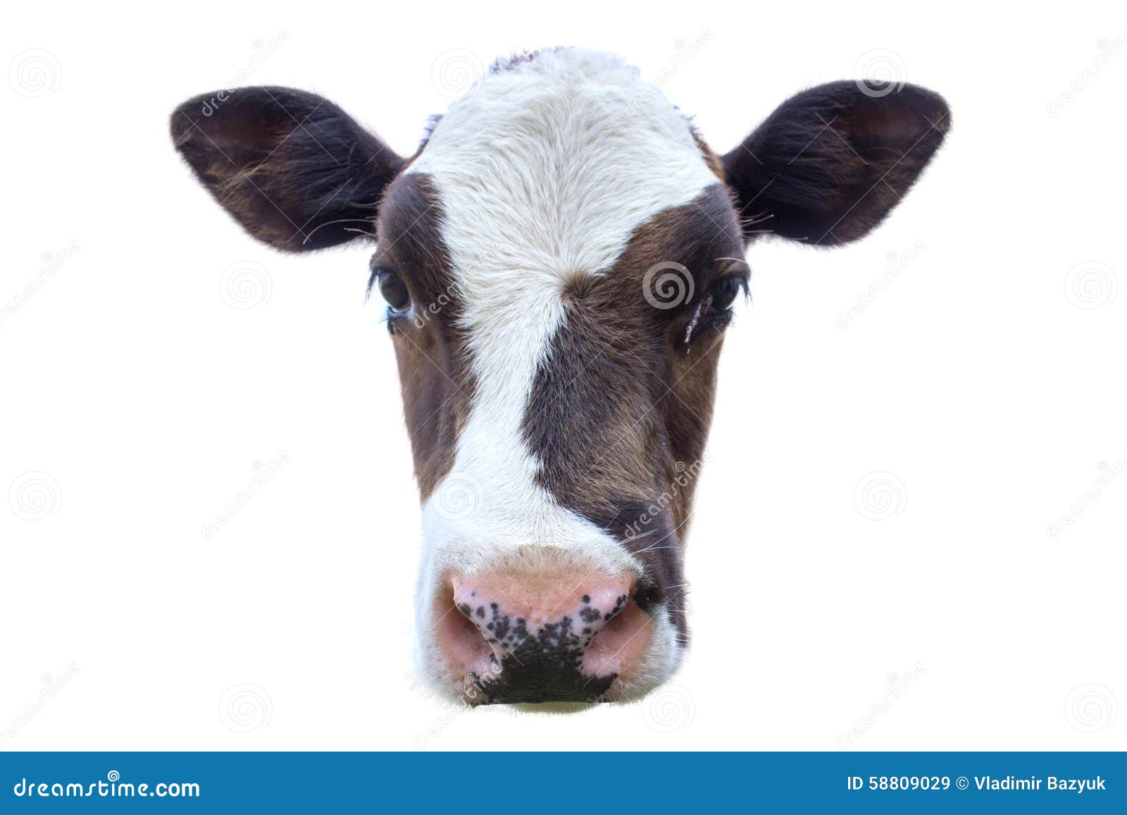 Isolated calf head stock image. Image of heifer, animals - 58809029