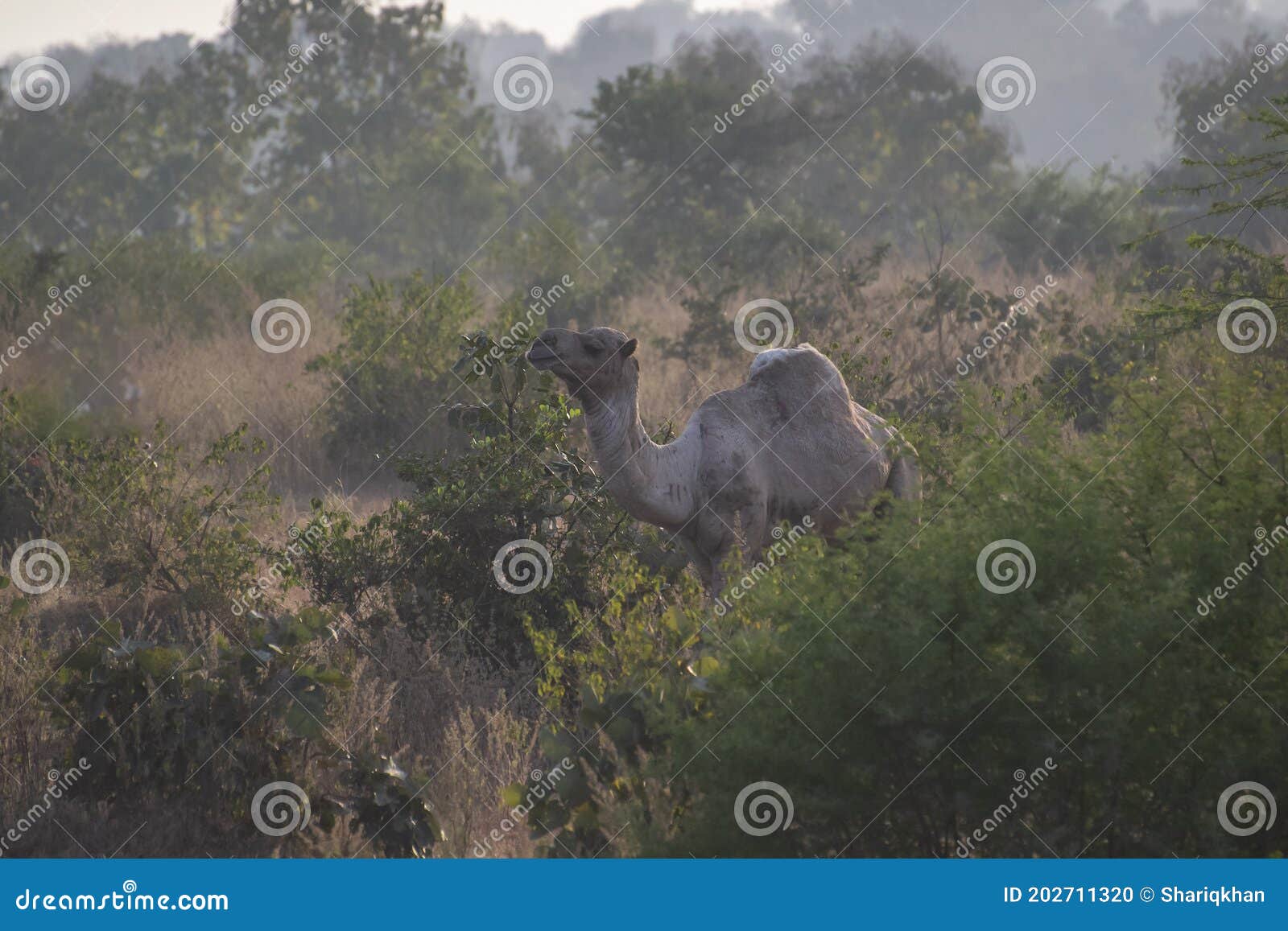 Isolated Camel Standing between the Trees and Shrubs Stock Photo ...