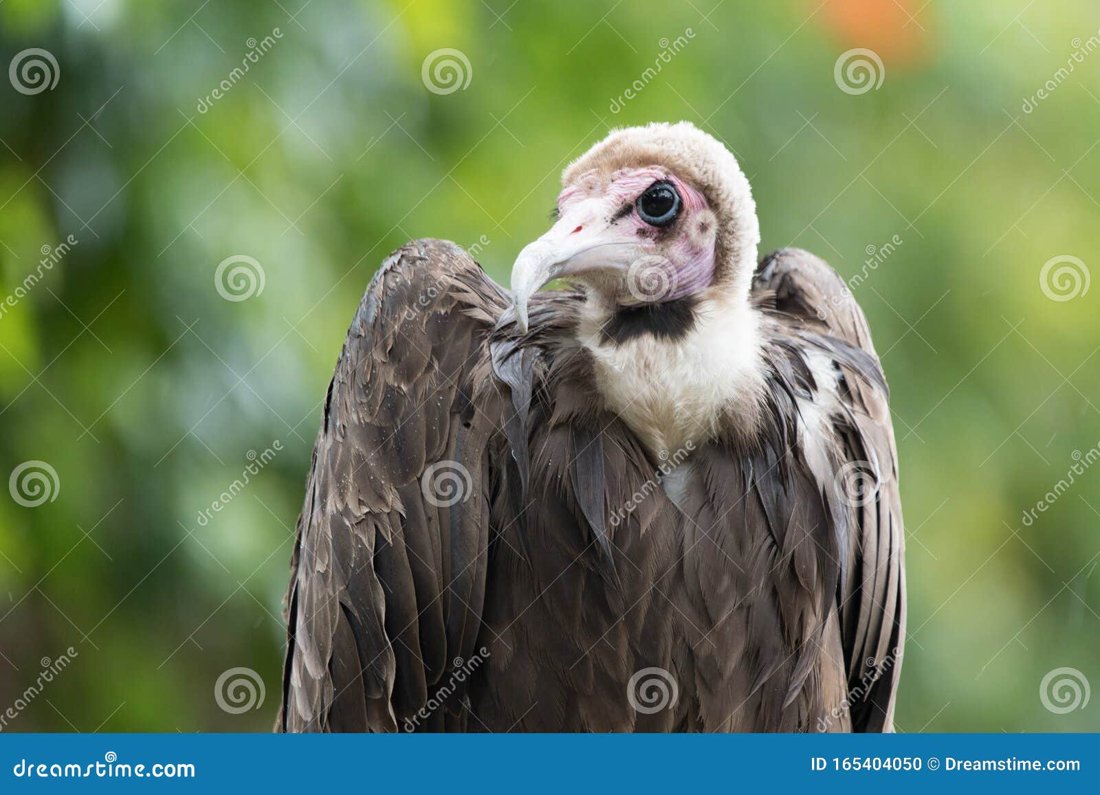An Isolated Capture of a Vulture Stock Photo - Image of animal, exhibit ...