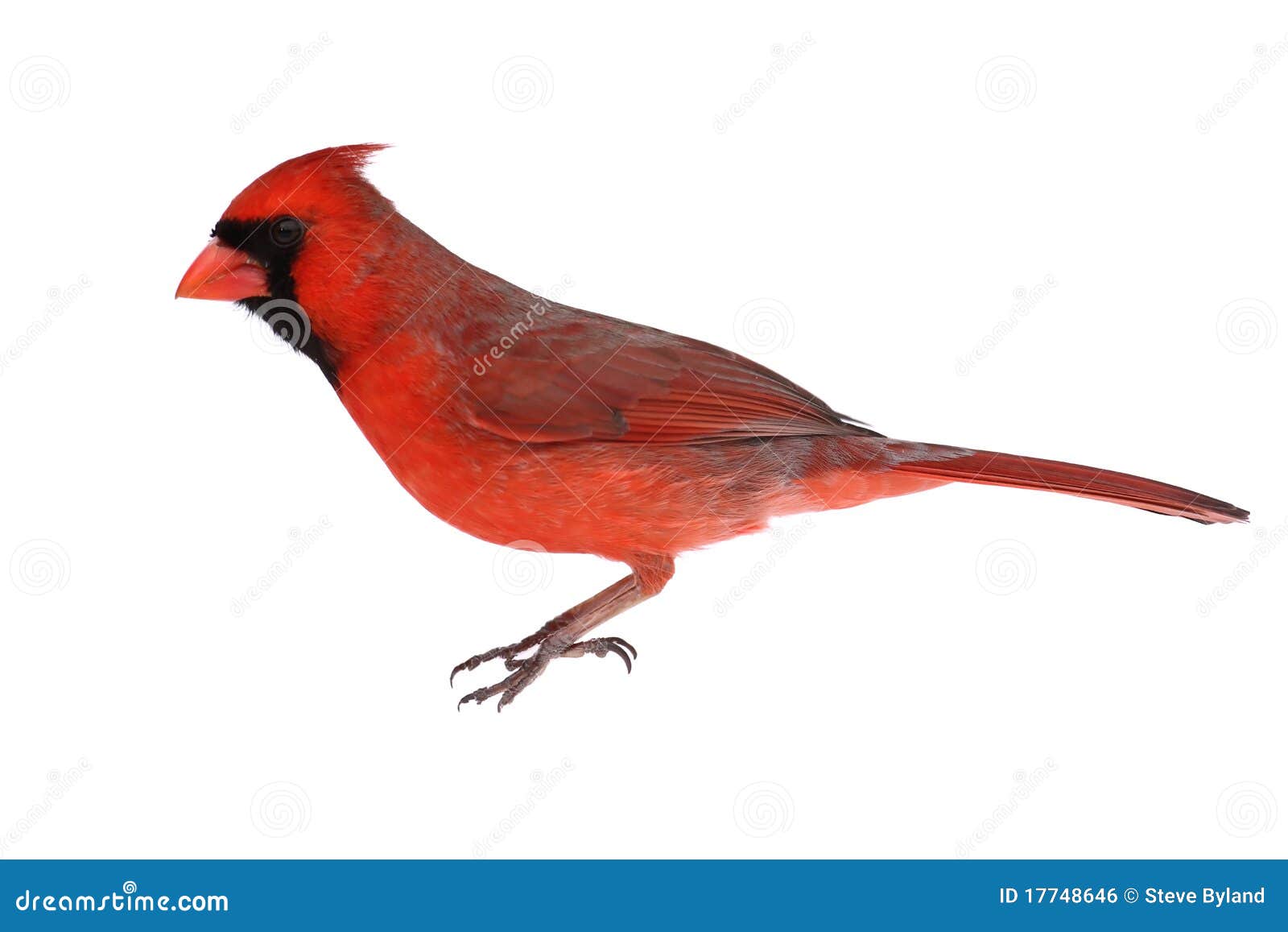 Isolated Cardinal on White stock photo. Image of isolated - 17748646
