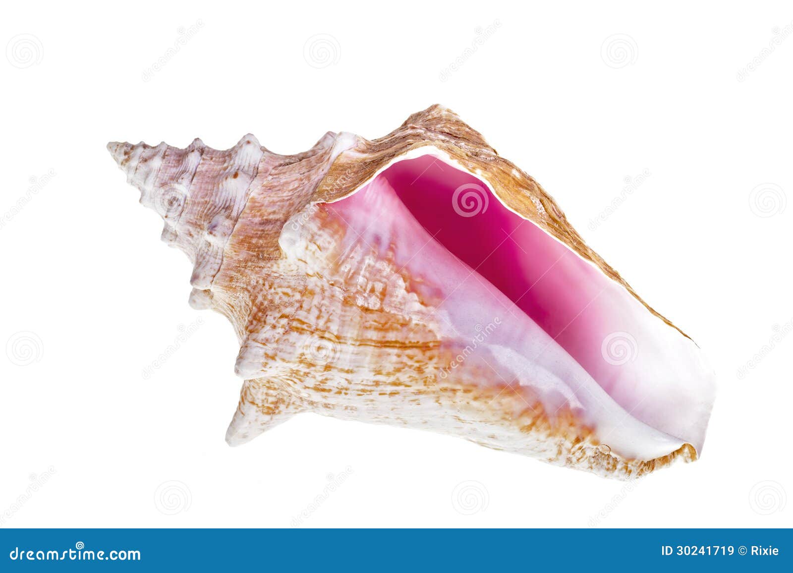 White Conch Shell