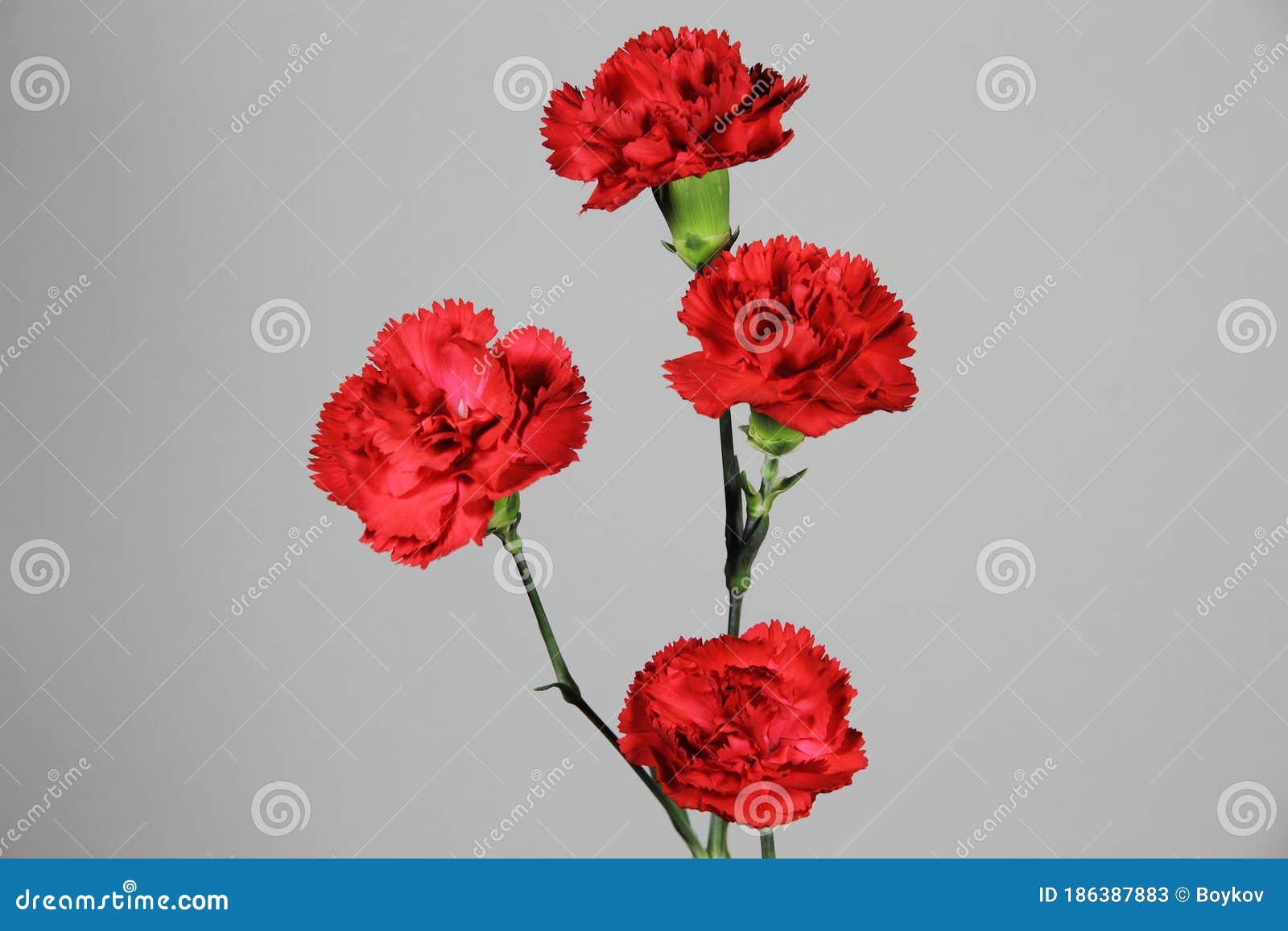 Carnation flowers stock image. Image of flower, fresh - 186387883
