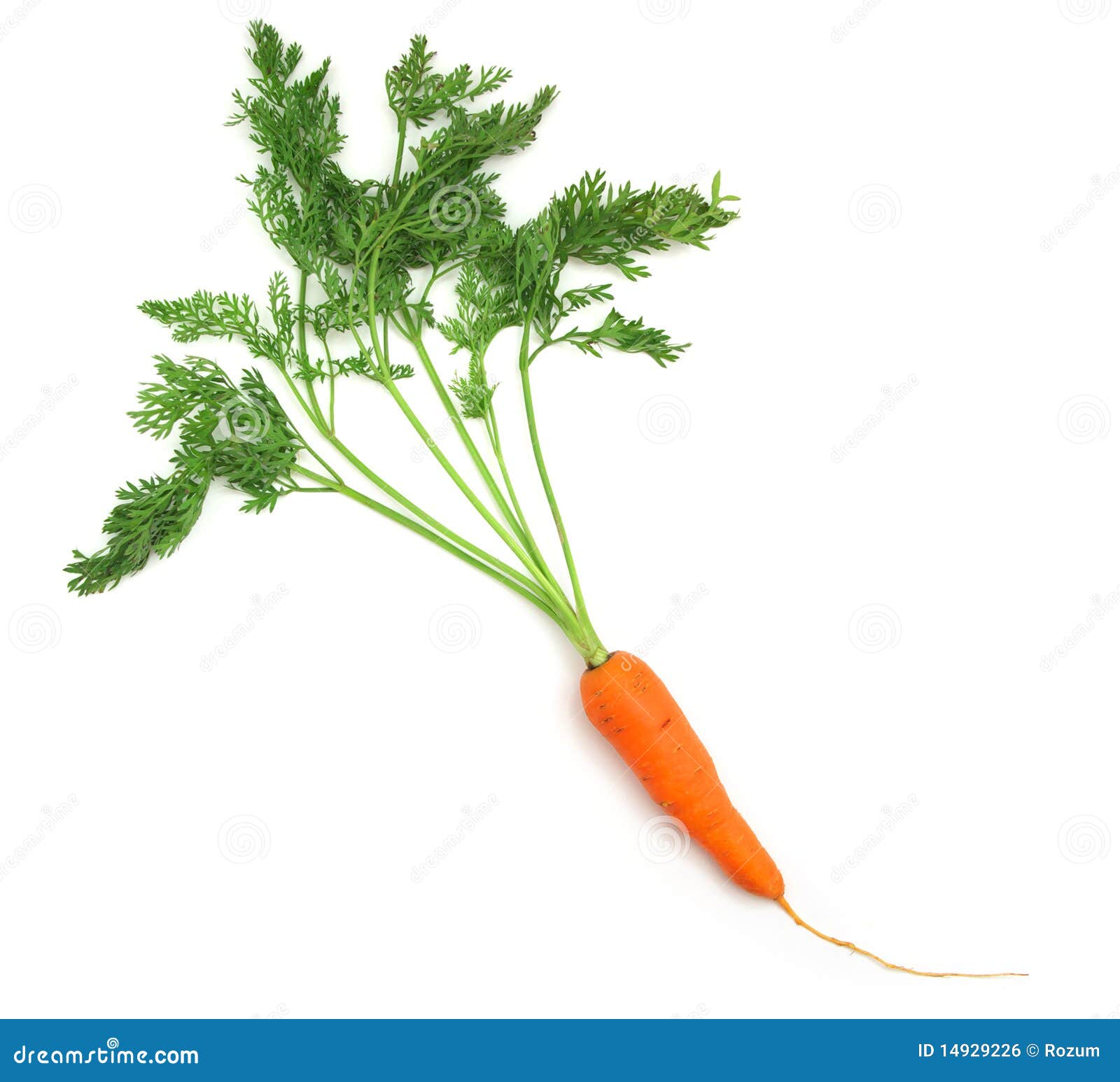 Isolated carrot stock photo. Image of green, market, fresh - 14929226