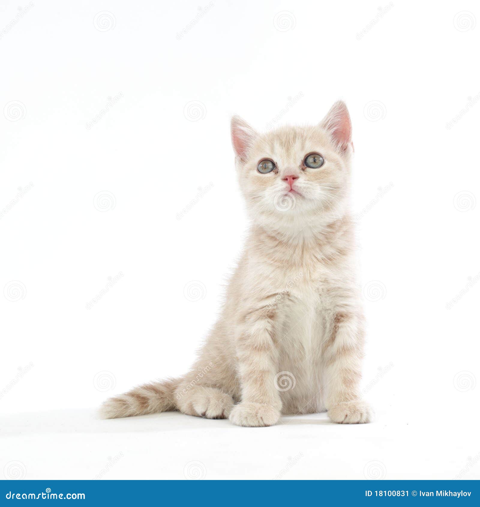 Isolated cat stock image. Image of cute, expression, curious - 18100831