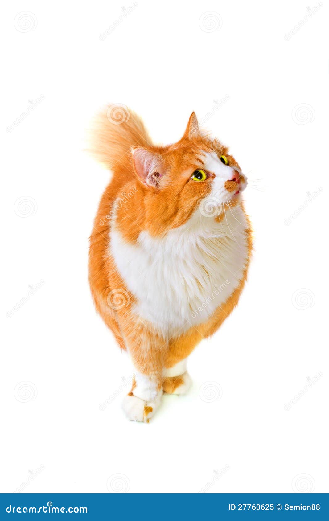 Isolated cat stock image. Image of view, shot, curiosity - 27760625
