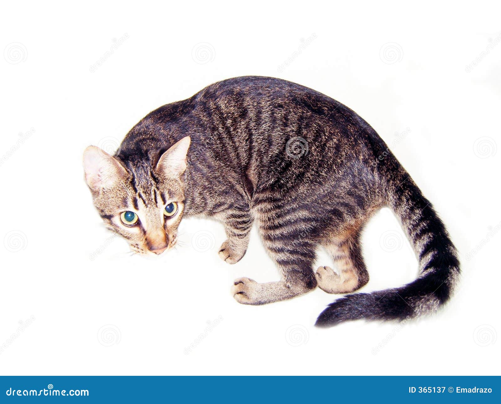 Isolated cat stock image. Image of pretty, kitten, feline - 365137