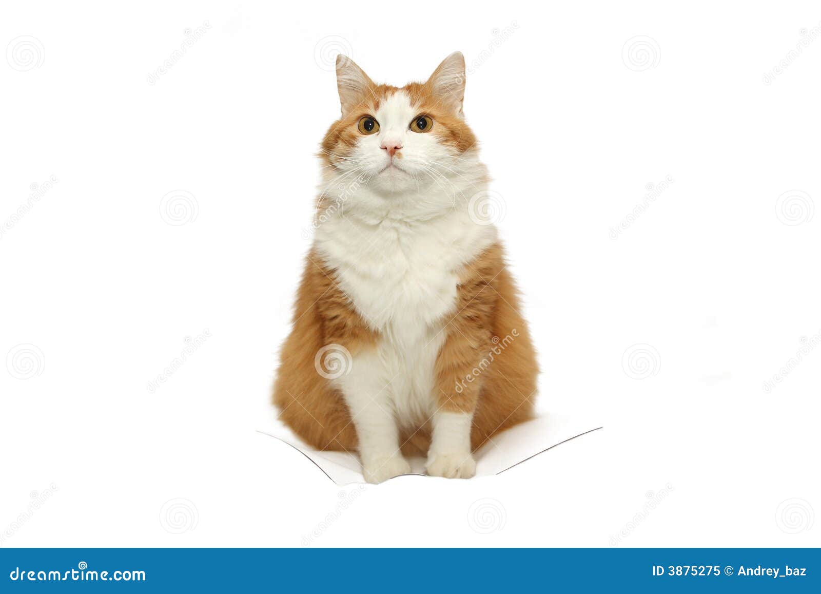 Isolated cat stock image. Image of hair, pets, white, feline - 3875275