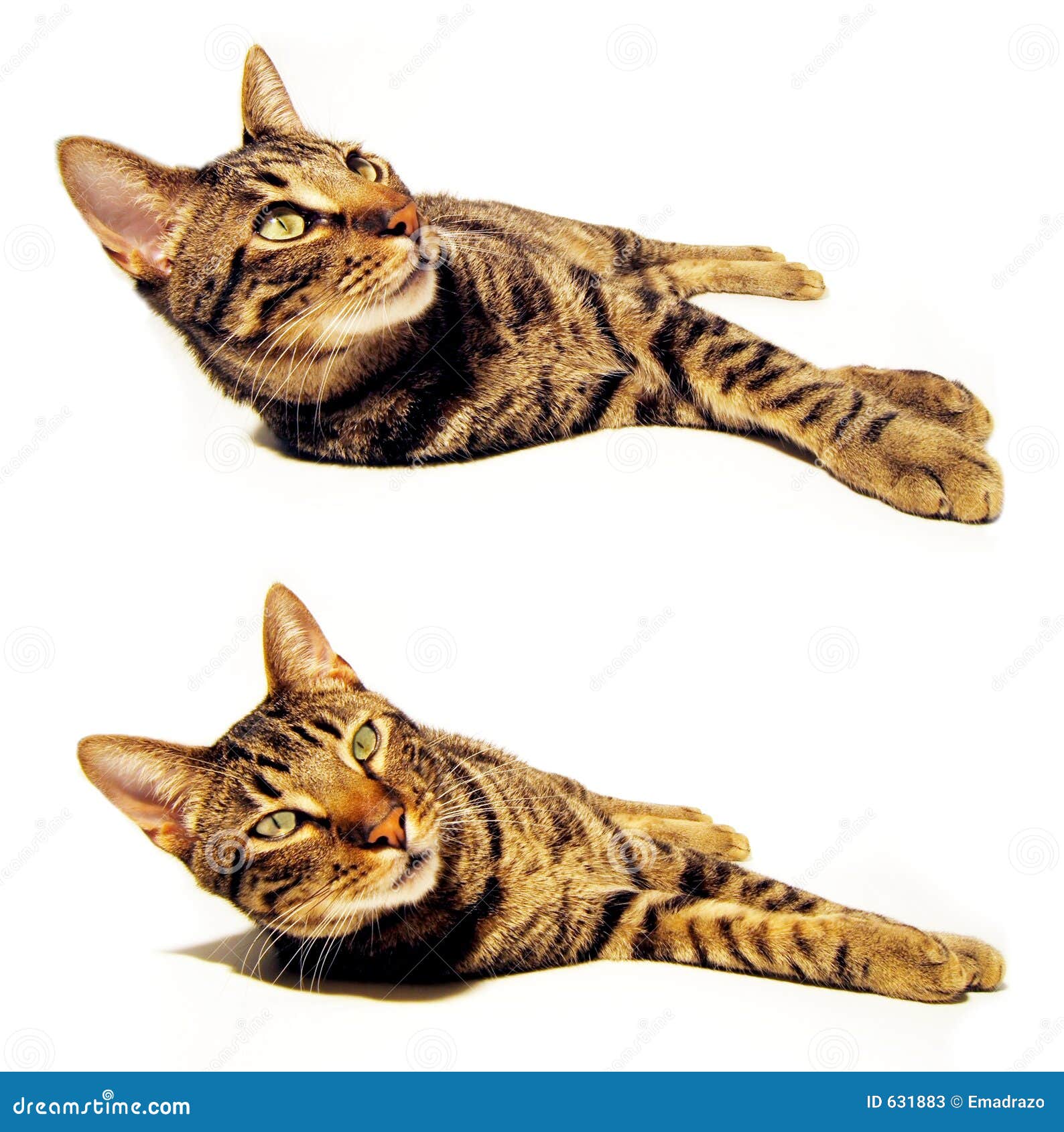 Isolated cat stock image. Image of eyes, look, young, striped - 631883