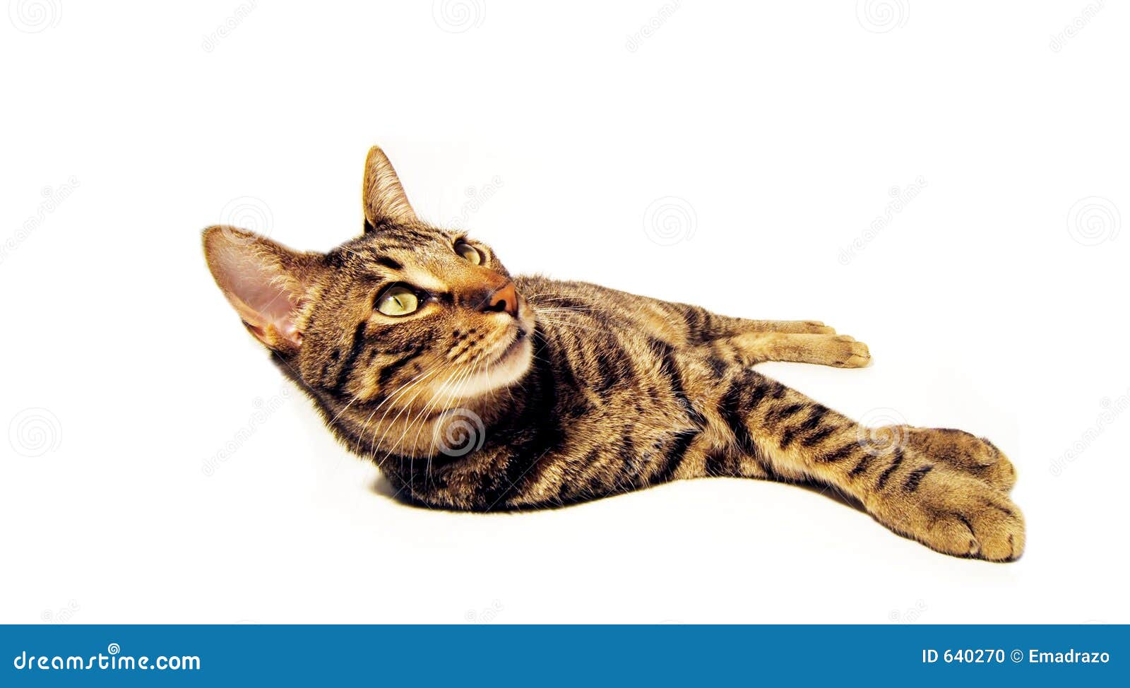 Isolated cat stock photo. Image of isolated, kitty, kitten - 640270