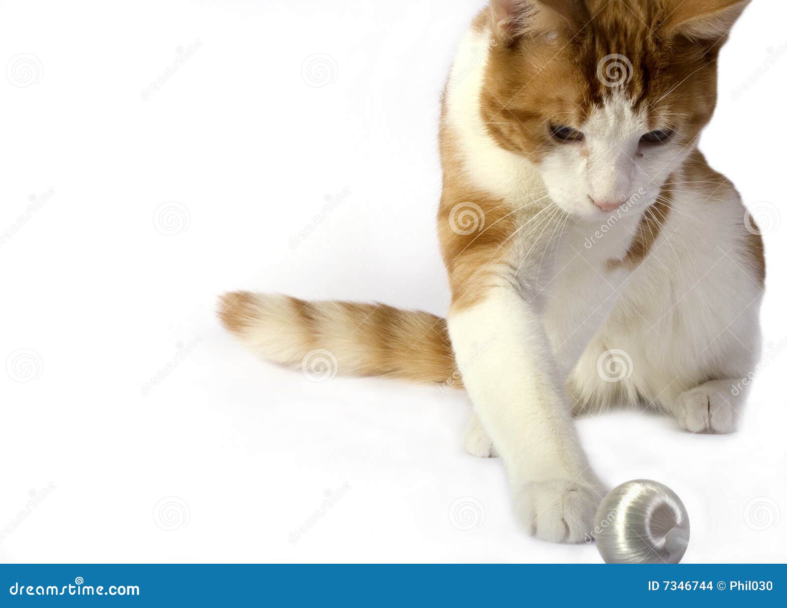 Isolated Cat stock photo. Image of isolated, decorations - 7346744