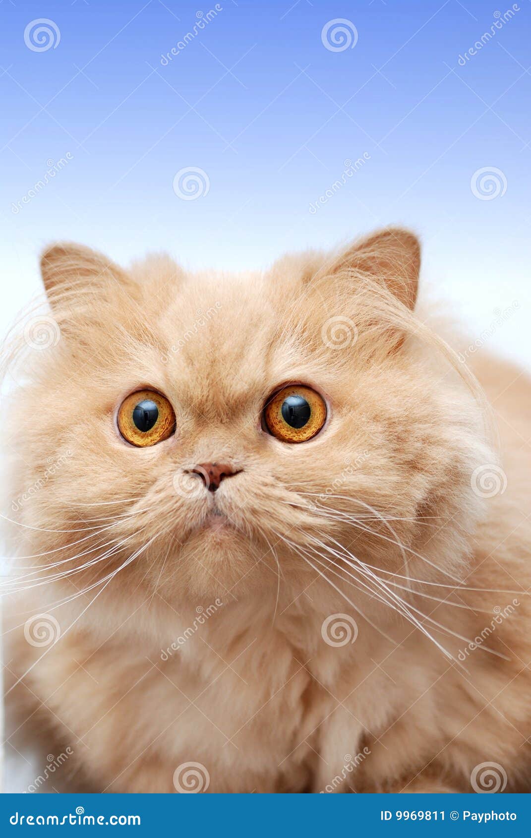 Isolated cat stock image. Image of purple, isolated, look - 9969811