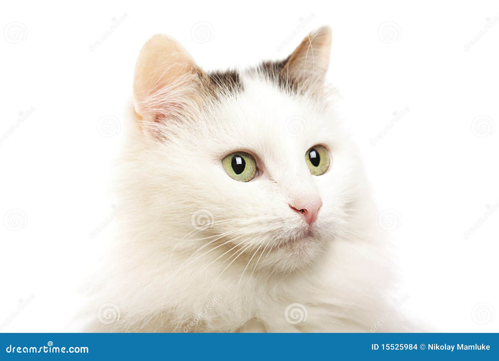 Isolated cat portrait stock photo. Image of isolation - 15525984