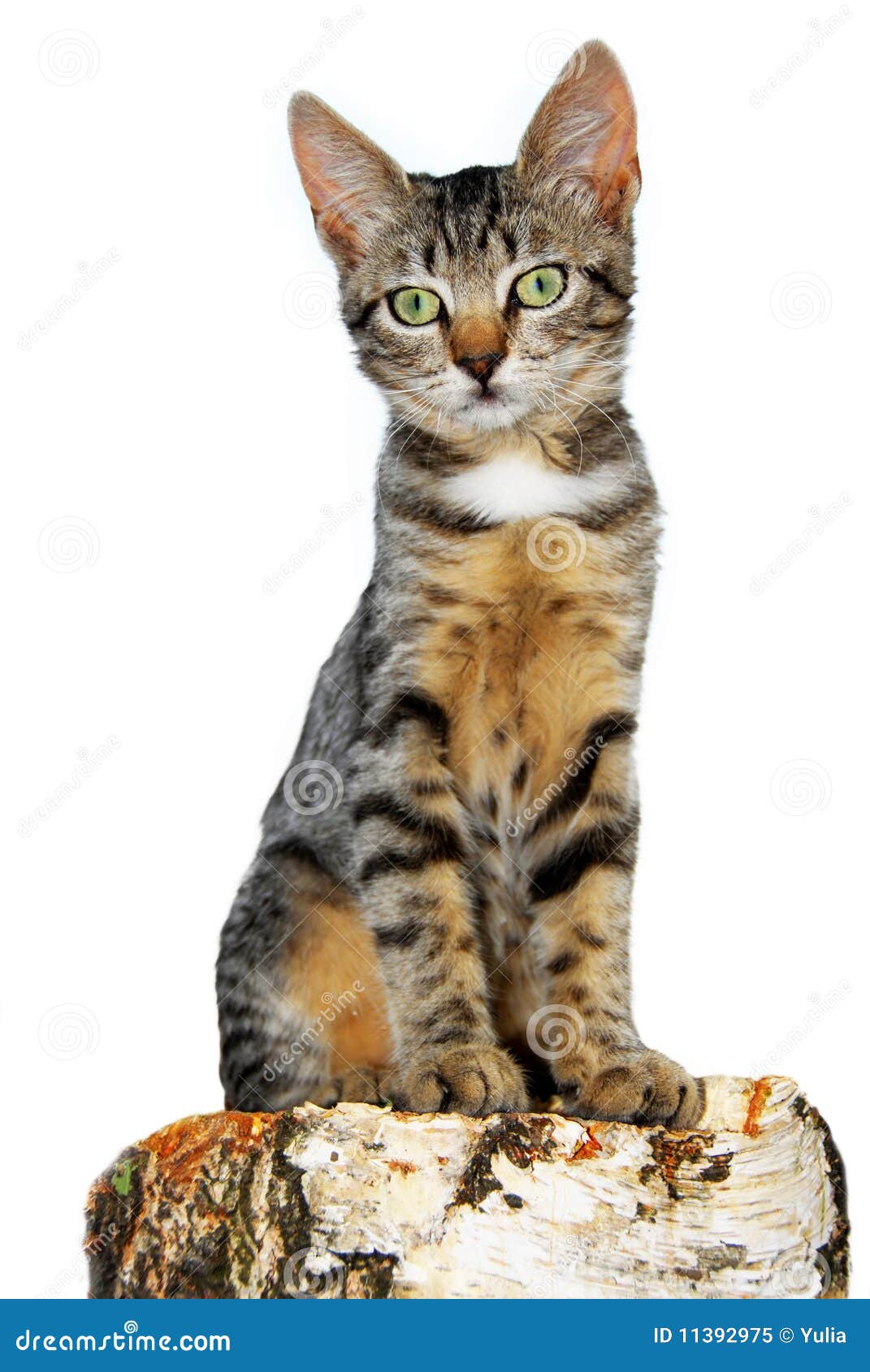 Isolated cat on tree stump stock image. Image of feline - 11392975