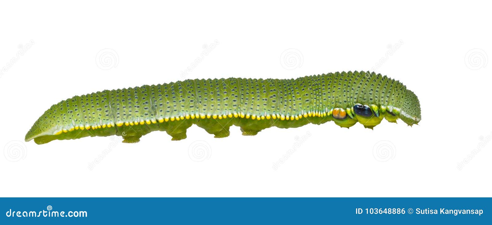 Isolated Caterpillar Of Great Orange Tip Butterfly Anthocharis Stock