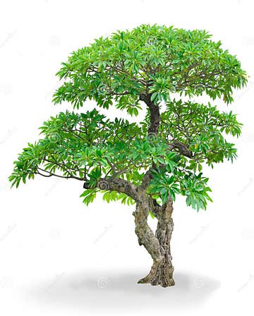 Isolated Champa tree stock photo. Image of ecological - 25460724