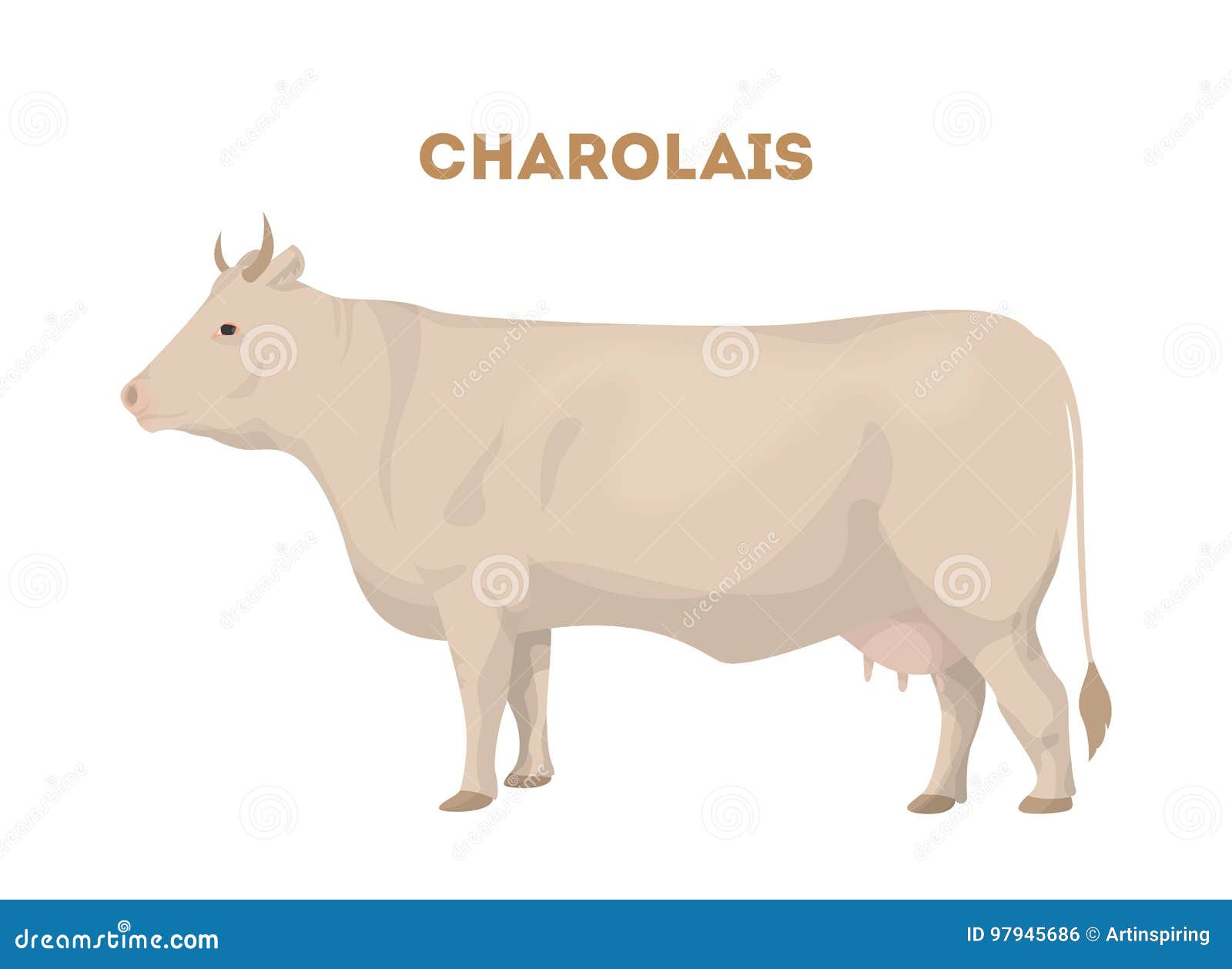 Charolais Bull Stock Illustrations – 26 Charolais Bull Stock ...
