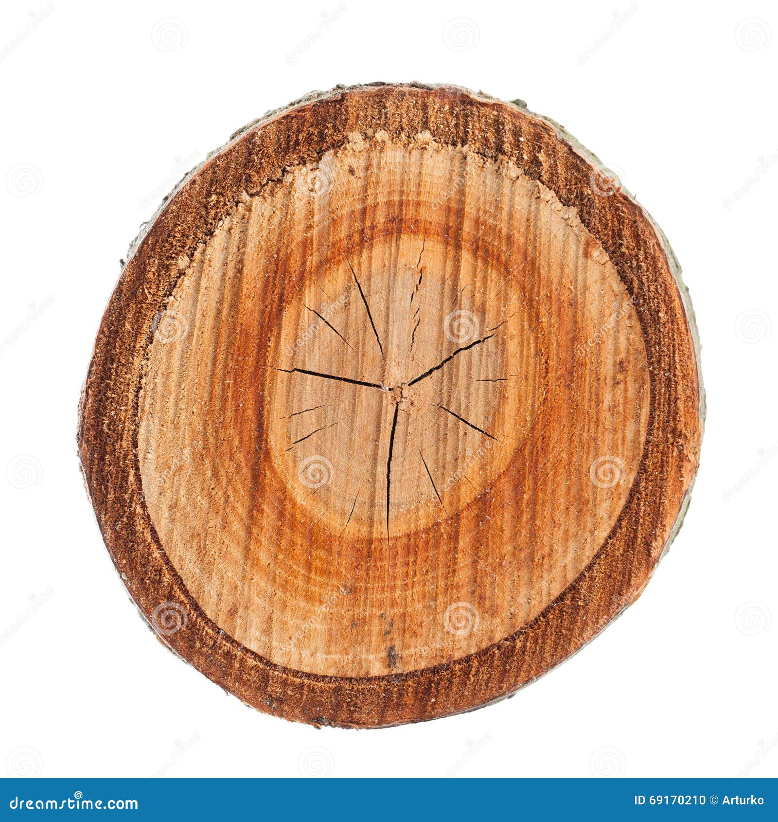 Isolated Cherry Tree Round Slice Stock Photo - Image of ring, slice ...
