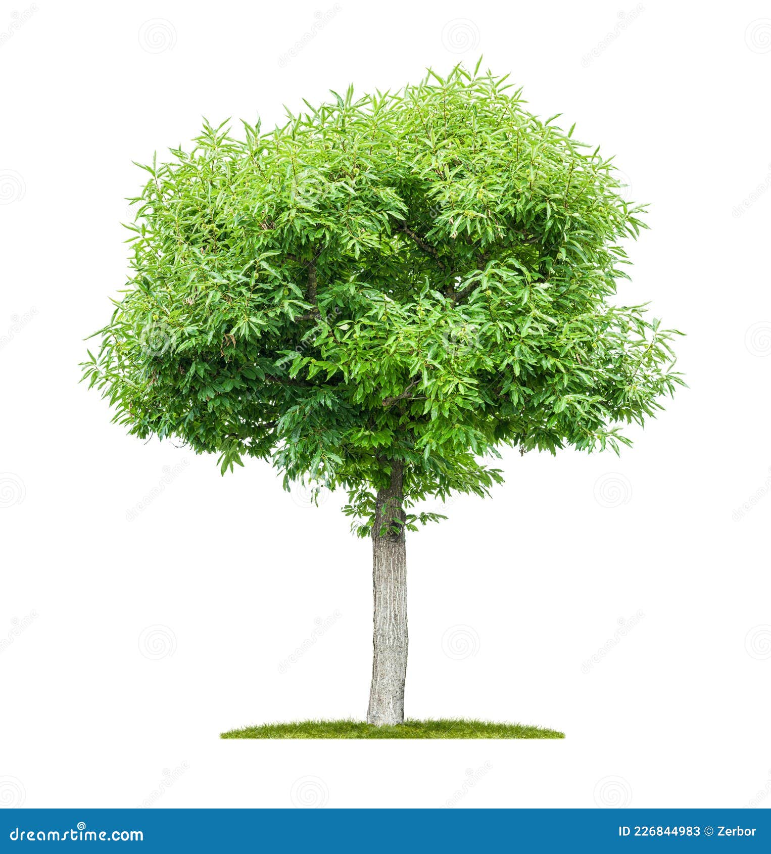 Isolated Chestnut Tree on a White Background Stock Image - Image of ...