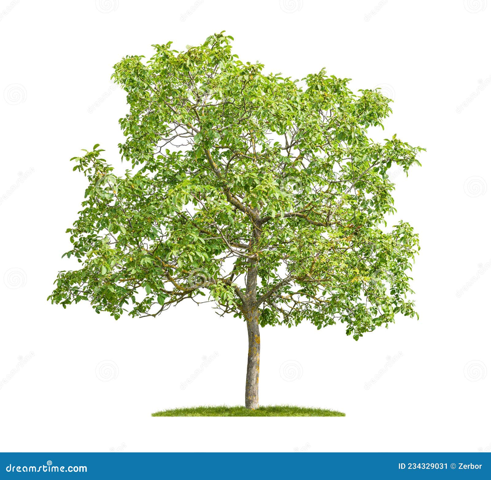 Isolated Chestnut Tree on a White Background Stock Image - Image of ...