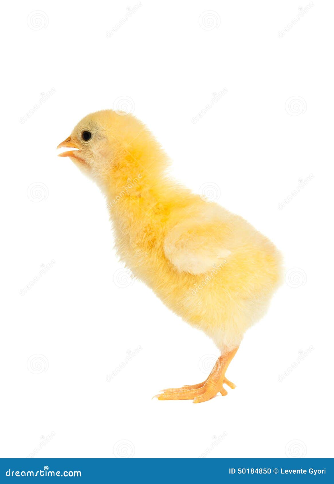 Isolated chick stock photo. Image of hatching, coat, chicken - 50184850