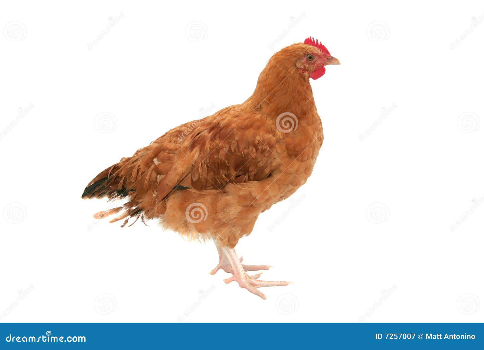 Isolated chicken stock image. Image of bird, meat, poultry - 7257007