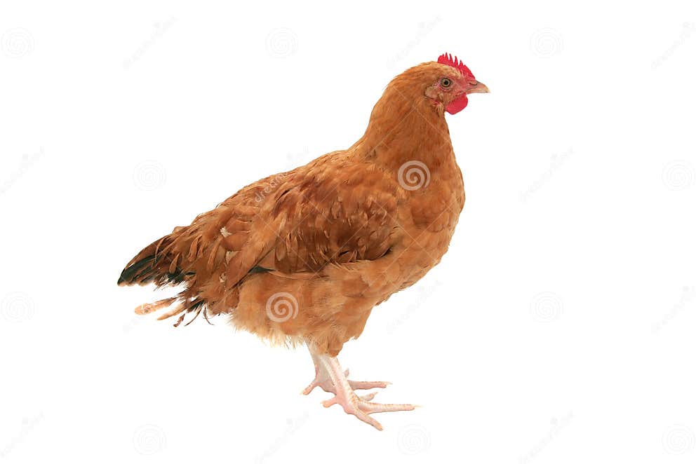 Isolated chicken stock image. Image of bird, meat, poultry - 7257007