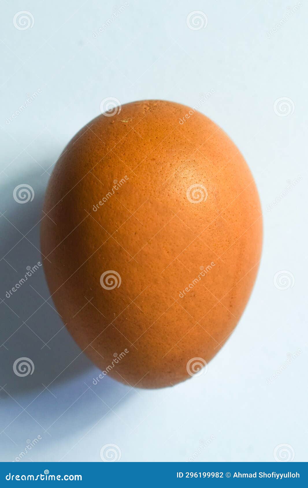 Isolated Chicken Single Chicken Egg Stock Photo - Image of growth ...