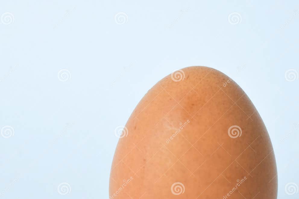 Isolated Chicken Single Chicken Egg Stock Photo - Image of farm, single ...