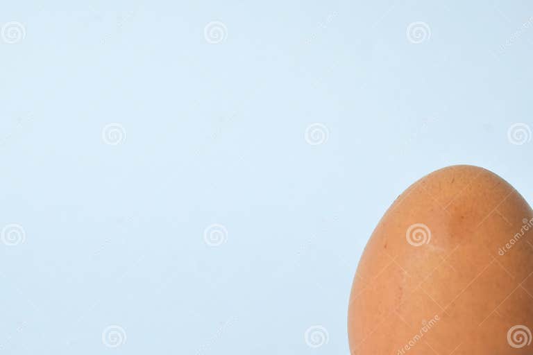Isolated Chicken Single Chicken Egg Stock Photo - Image of animal ...
