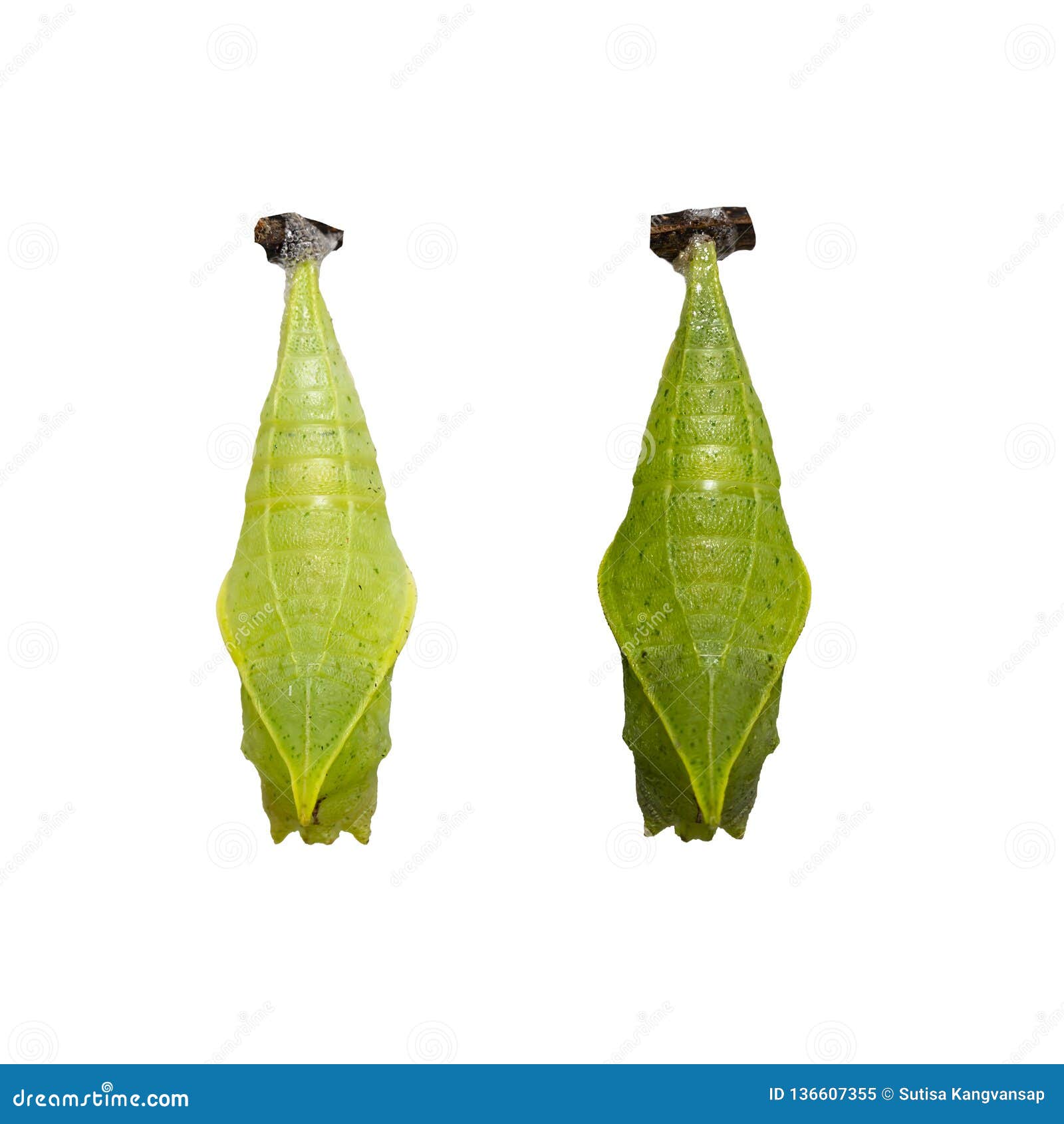 Isolated Chrysalis of Common Jay Butterfly Graphium Doson on White ...