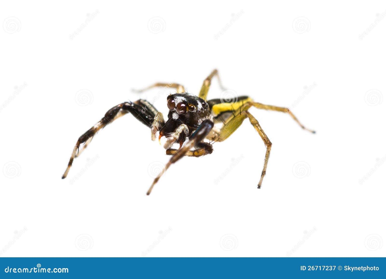 Colorful Chrysilla Spider Which Is Known As Jumping Spider On The Plant ...