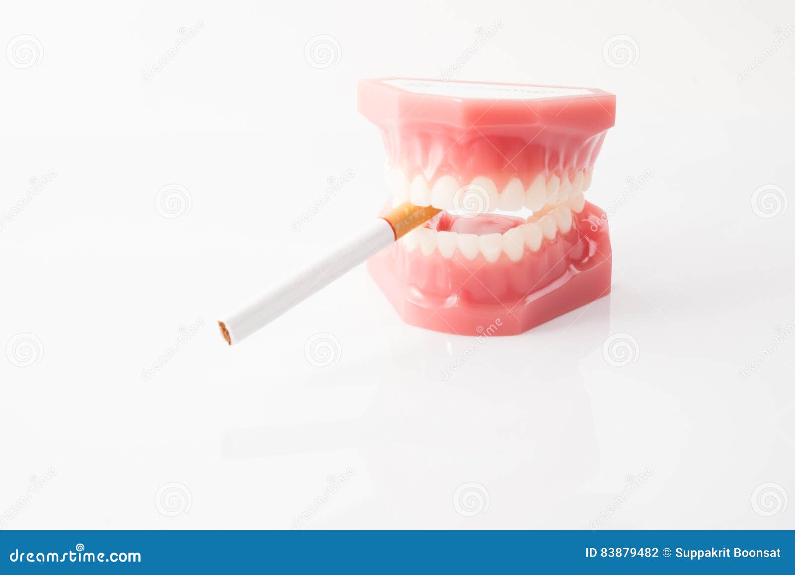 Isolated Cigarette Hold in Detist Teeth Model Stock Photo - Image of ...